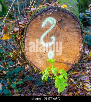 tree in forest with painted question mark Stock Photo - Alamy