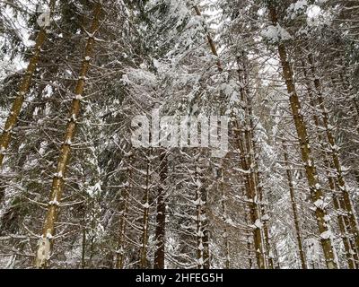 wood full of snow in the italian alps Stock Photo - Alamy