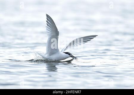 Sandwich tern in its natural habitat in Denmark Stock Photo - Alamy