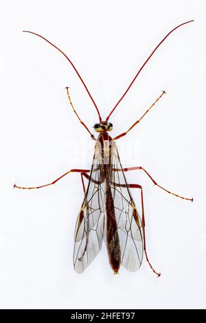 Ophioninae is a subfamily of wasps of the Ichneumonidae family with ...