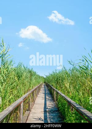 Long wooden bridge through green high reed in the river delta of Comana ...