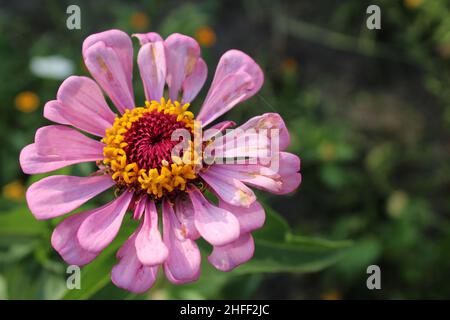 pink zinnia elegans flower graceful close-up side view from above ...