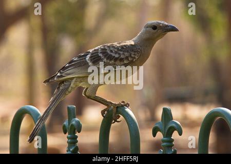 Great Bowerbird in Nitmiluk National Park in Northern Territory in ...