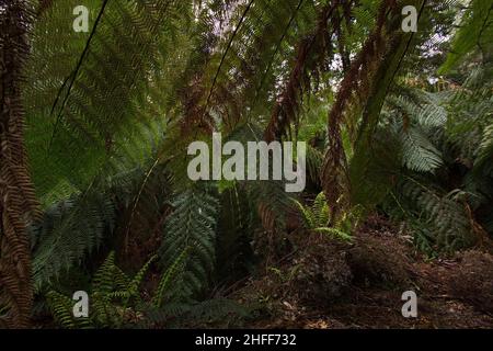 Forest at Junee Cave at Maydena in Tasmania,Australia Stock Photo - Alamy