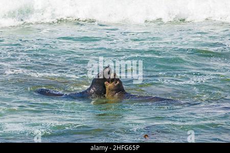male sea lions fight in the waves of the ocean Stock Photo - Alamy
