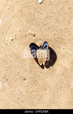open clam shell on beach Stock Photo - Alamy