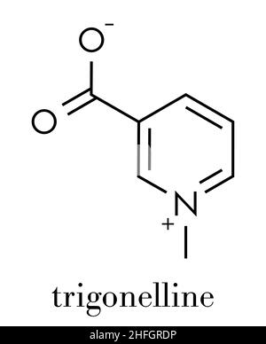 Trigonelline molecule. Metabolite of niacin (vitamin B3) but also found ...