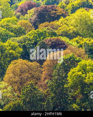 Forest seamless pattern. View from above Stock Photo - Alamy