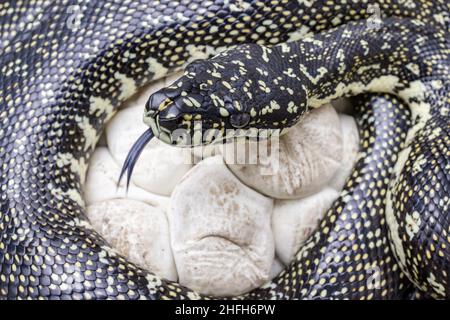 Female Diamond Python incubating eggs Stock Photo - Alamy