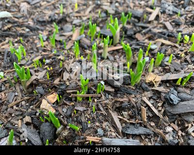 Early Spring Spouts Emerge From the Ground Stock Photo - Alamy