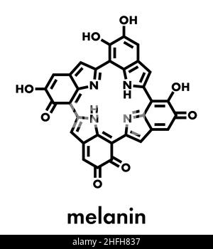 Melanin (eumelanin), proposed oligomeric structure model. Primary ...