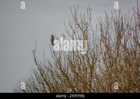 wild adult kestrel (Falco tinnunculus) bird of prey raptor looking down ...