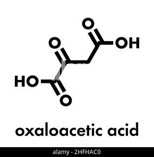 Oxaloacetic acid (oxaloacetate) metabolic intermediate molecule ...