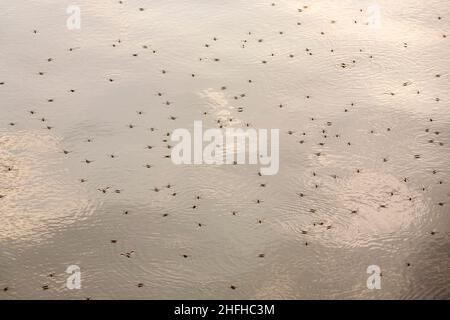 flies walking on the dirty water Stock Photo - Alamy