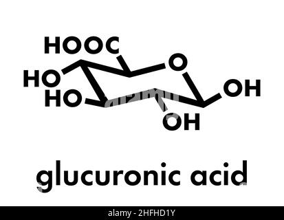 Glucuronic acid molecule. Glucuronidation of xenobiotics plays role in ...