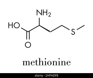 Methionine Amino Acid Molecule Skeletal Structure Stock Vector Image ...