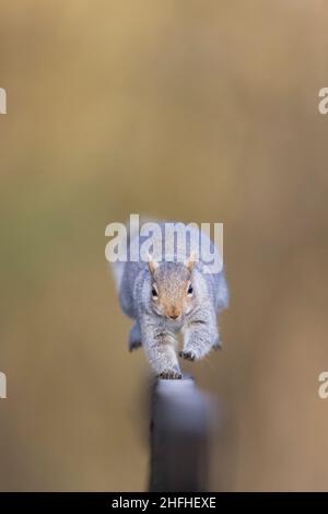 Adult grey squirrel running along a thin branch Stock Photo - Alamy