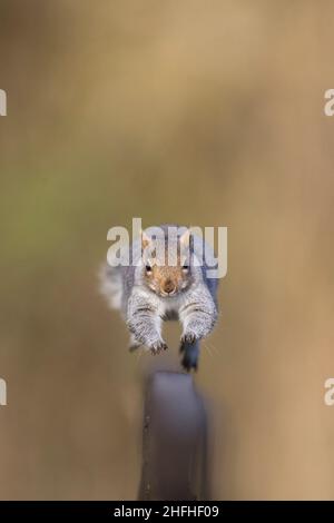 Adult grey squirrel running along a thin branch Stock Photo - Alamy