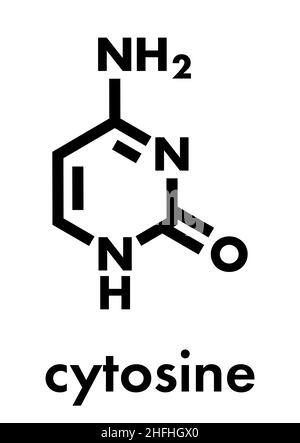 Chemical structure of Cytosine (C Stock Vector Image & Art - Alamy
