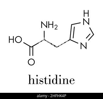 Histidine Amino Acid Molecule Skeletal Structure Stock Vector Image ...
