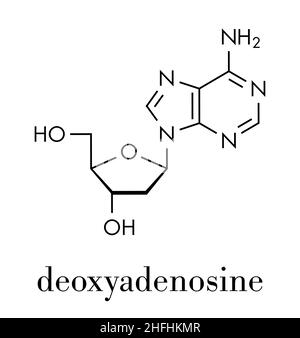 Deoxyadenosine (dA) nucleoside molecule. DNA building block. Skeletal ...