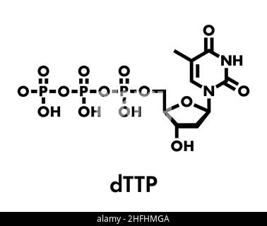 Thymidine triphosphate (TTP) nucleotide molecule. DNA building block ...