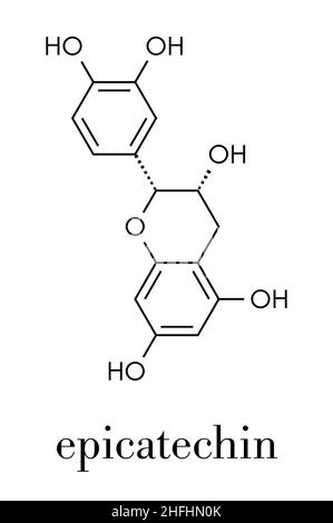 Epicatechin (l-epicatechin) chocolate flavonoid molecule. Skeletal ...