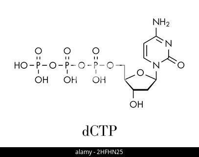 Deoxycytidine triphosphate (dCTP) nucleotide molecule. DNA building ...