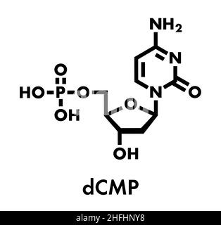 Deoxycytidine monophosphate (dCMP) nucleotide molecule. DNA building ...
