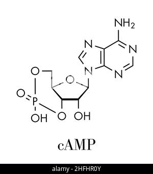 Cyclic adenosine monophosphate (cAMP) molecule, it is used for ...