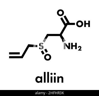 Alliin garlic molecule. Skeletal formula Stock Vector Image & Art - Alamy