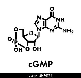 Cyclic guanosine monophosphate (cGMP) molecule. It is a nucleotide ...