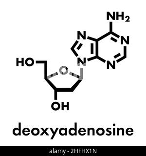 Deoxyadenosine (dA) nucleoside molecule. DNA building block. Skeletal ...