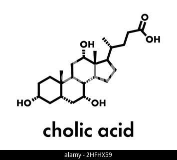 Cholic acid (cholate) molecule. Main bile acid component. Skeletal ...