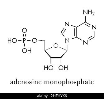 Adenosine monophosphate (AMP, adenylic acid) molecule. Nucleotide ...