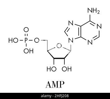 Adenosine monophosphate (AMP, adenylic acid) molecule. Nucleotide ...
