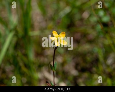 Australian Buttercup (Ranunculus lappaceus Stock Photo - Alamy