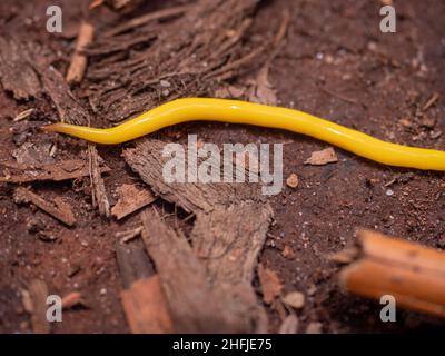 Yellow Canary Worm (Fletchamia sugdeni) Victoria, Australia Stock Photo ...