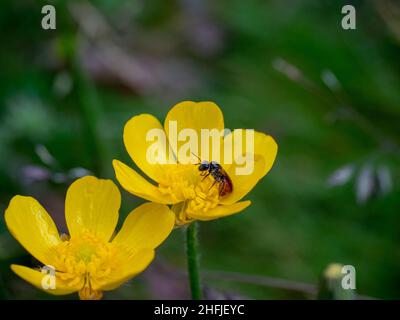 Australian Native Wildflower the Common Buttercup (Ranuculus lappaceus ...