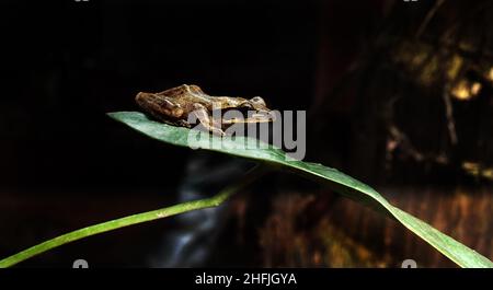 Indian western ghats frogs in its natural habitat, Indirana frog, Don's ...