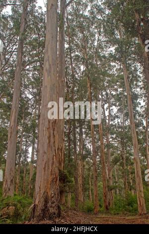 Karri Trees in Gloucester National Park - Pemberton - Australia Stock ...
