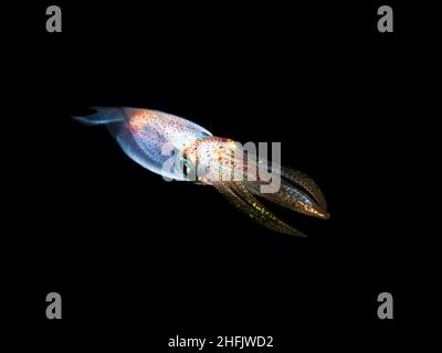 The European common squid, Alloteuthis sp on a black background from ...