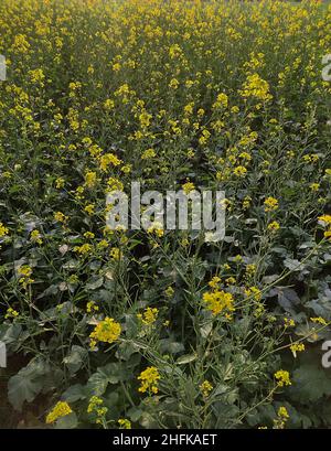 Mustard flower/Mustard field/plant/Vasant Panchami/Spring/India Stock ...