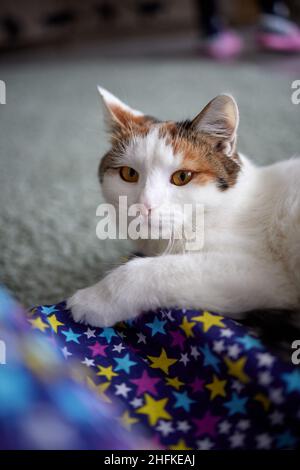 A vertical shot of an Anatolian cat in its nest against blurred ...