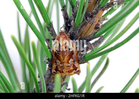 Archips oporana, also known as the pine tortrix or spruce tortrix is a ...