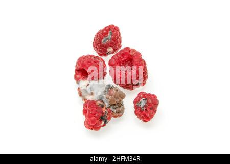 Rotten raspberries on white background Stock Photo - Alamy