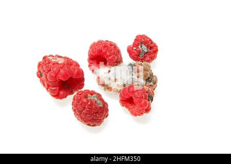 Several mouldy raspberries. Rotten and uneatable. Isolated on white ...