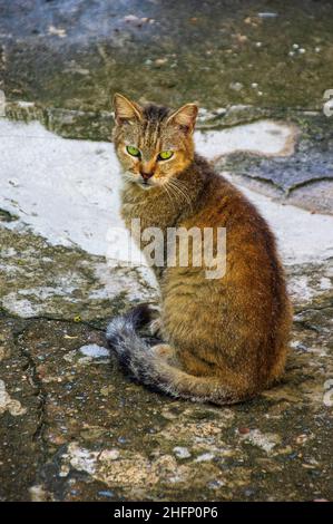 A cute brown stray cat with adorable eyes walking outside Stock Photo ...