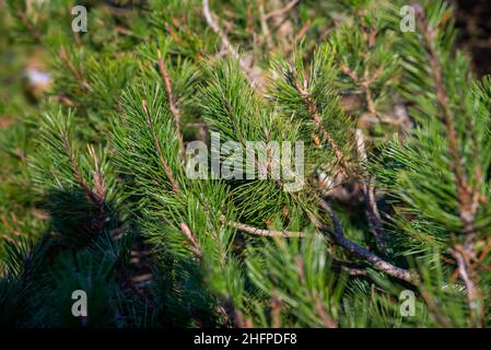 small tree branches and leaves frozen in winter with blur background ...