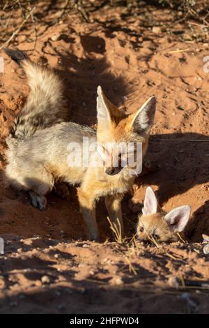 Cape Fox with pup in the Kgalagadi Stock Photo - Alamy